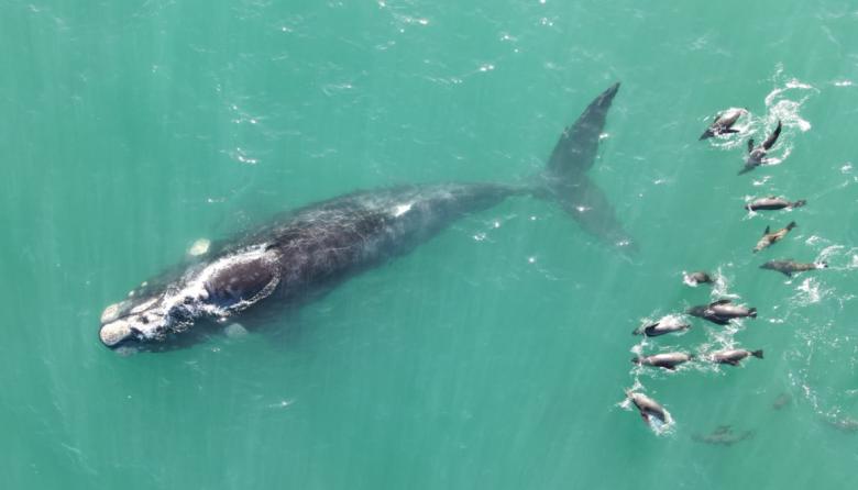 Ballena Franca Austral: Por qué se celebra su día cada 25 de septiembre ...