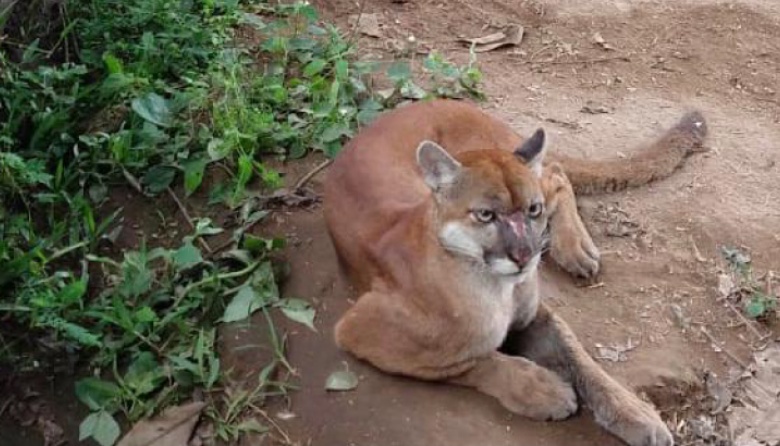¿Un puma suelto en el Parque Miguel Lillo? Recomendaciones por posible ...