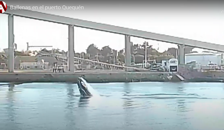 Video: Siguen las ballenas recorriendo la costa y el Puerto Quequén ...